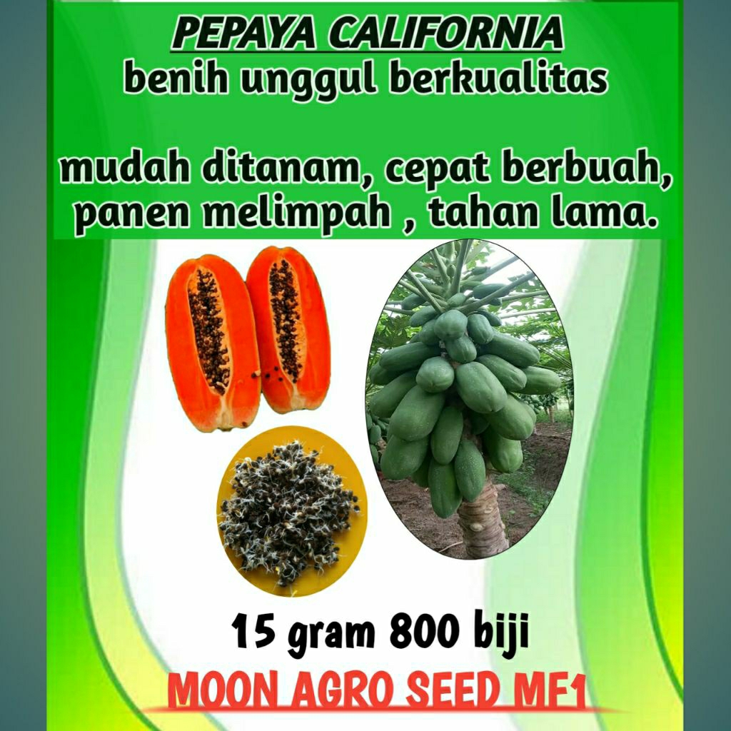 Jual [COD] 15 gr (isi 800 Biji) Pepaya Calina IPB-9 moon agro seed ...