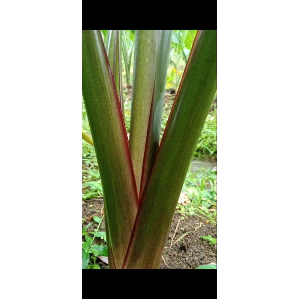 Jual bibit talas pratama 2, talas Bogor (satu paket isi 100 pohon ...