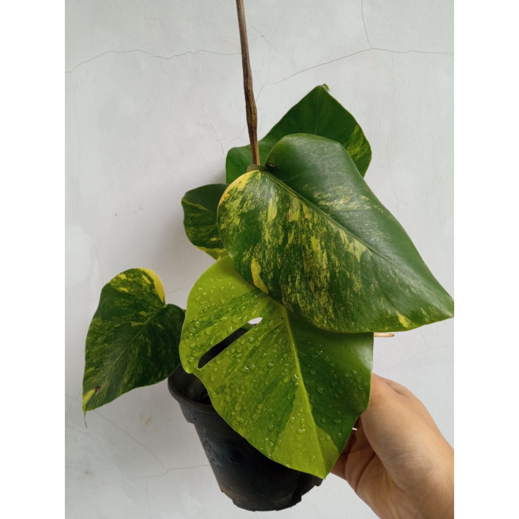 Jual monstera marmorata tricolor varigata monvar marmo kuning | Shopee ...