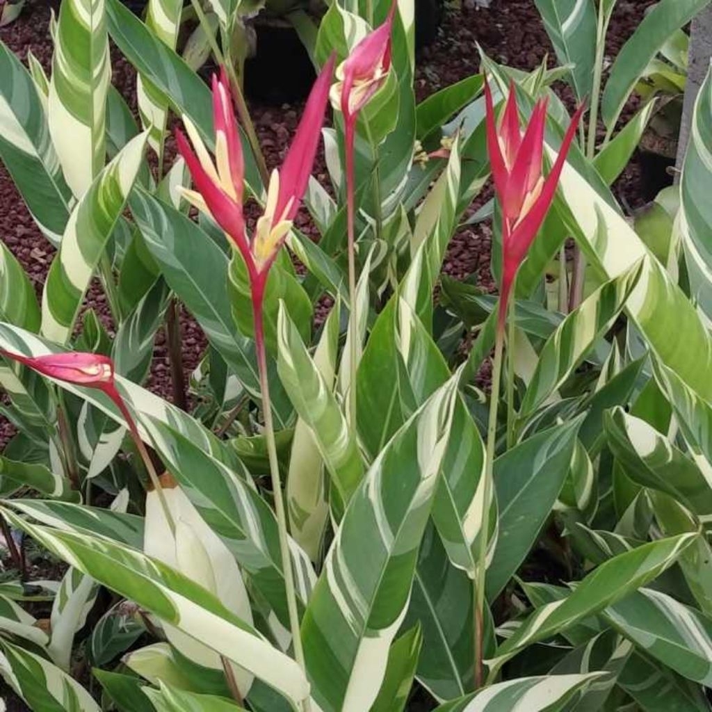 Jual Tanaman Heliconia Varigata / Heliconia Psittacorum Varigata ...