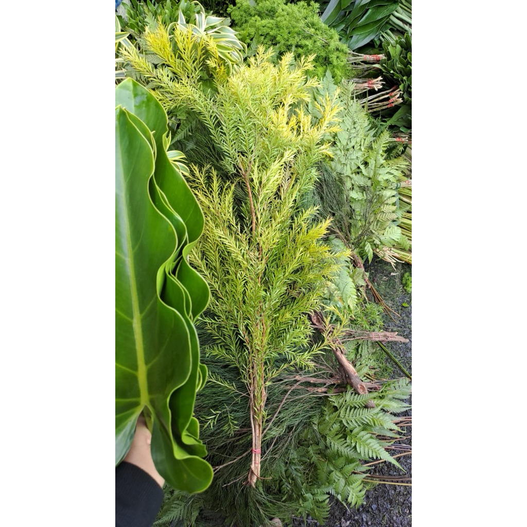 Jual Daun pokemon segar Daun Potong Segar Dekorasi | Shopee Indonesia