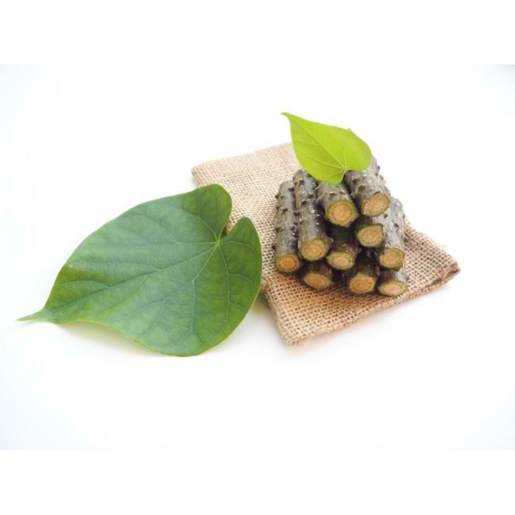 Jual BROTOWALI / BATRAWALI Sapih asi ASLI PAHIT SEGAR OBAT HERBAL ...