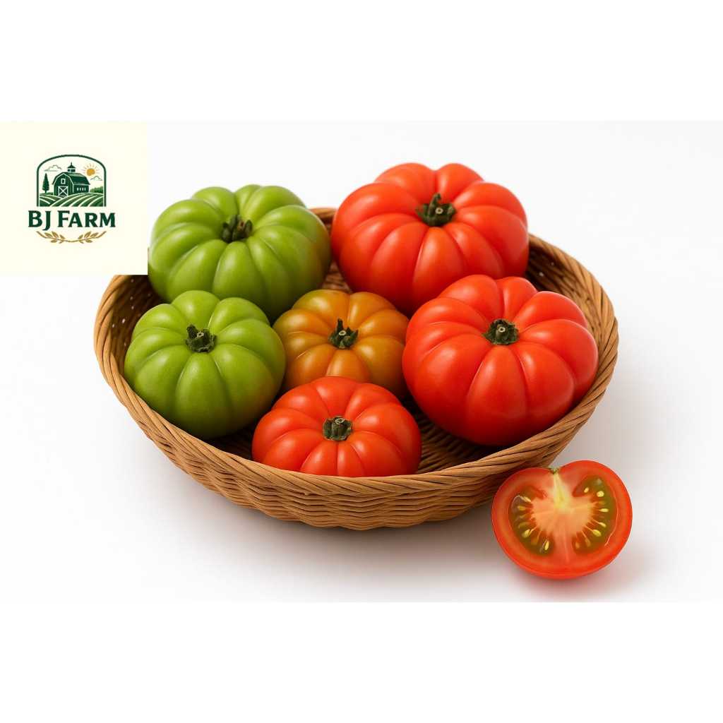 Jual Tomat Ranti Khas Banyuwangi | 1kg | Langsung Petik Kebun | Fresh ...