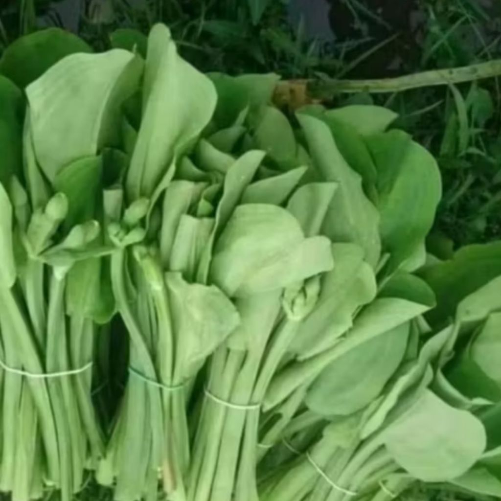 Jual Sayuran - Daun genjer atau gendot segar 1 kg | Shopee Indonesia
