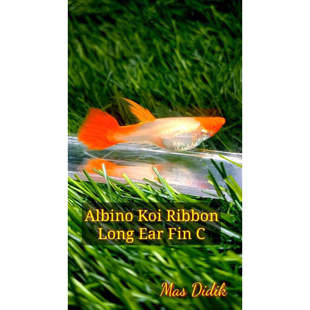Jual Perlengkapan Guppy Albino Koi Ribbon Long Ear Fin C | Shopee Indonesia