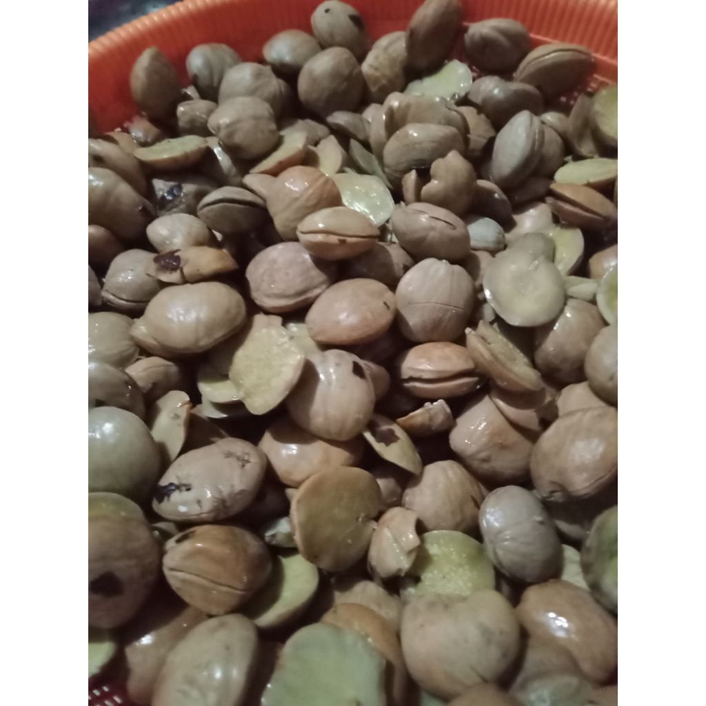Jual Jengkol Rebus SUPER Pulen 1 kg | Shopee Indonesia