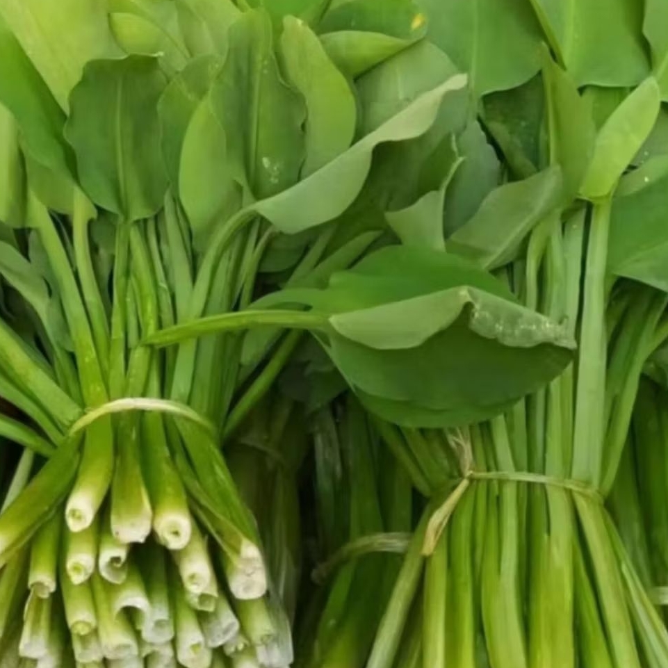 Jual Sayuran - Daun genjer atau gendot segar 1 kg | Shopee Indonesia