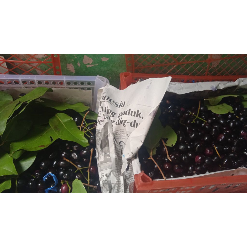 Jual buah jamblang 1 kg | Shopee Indonesia