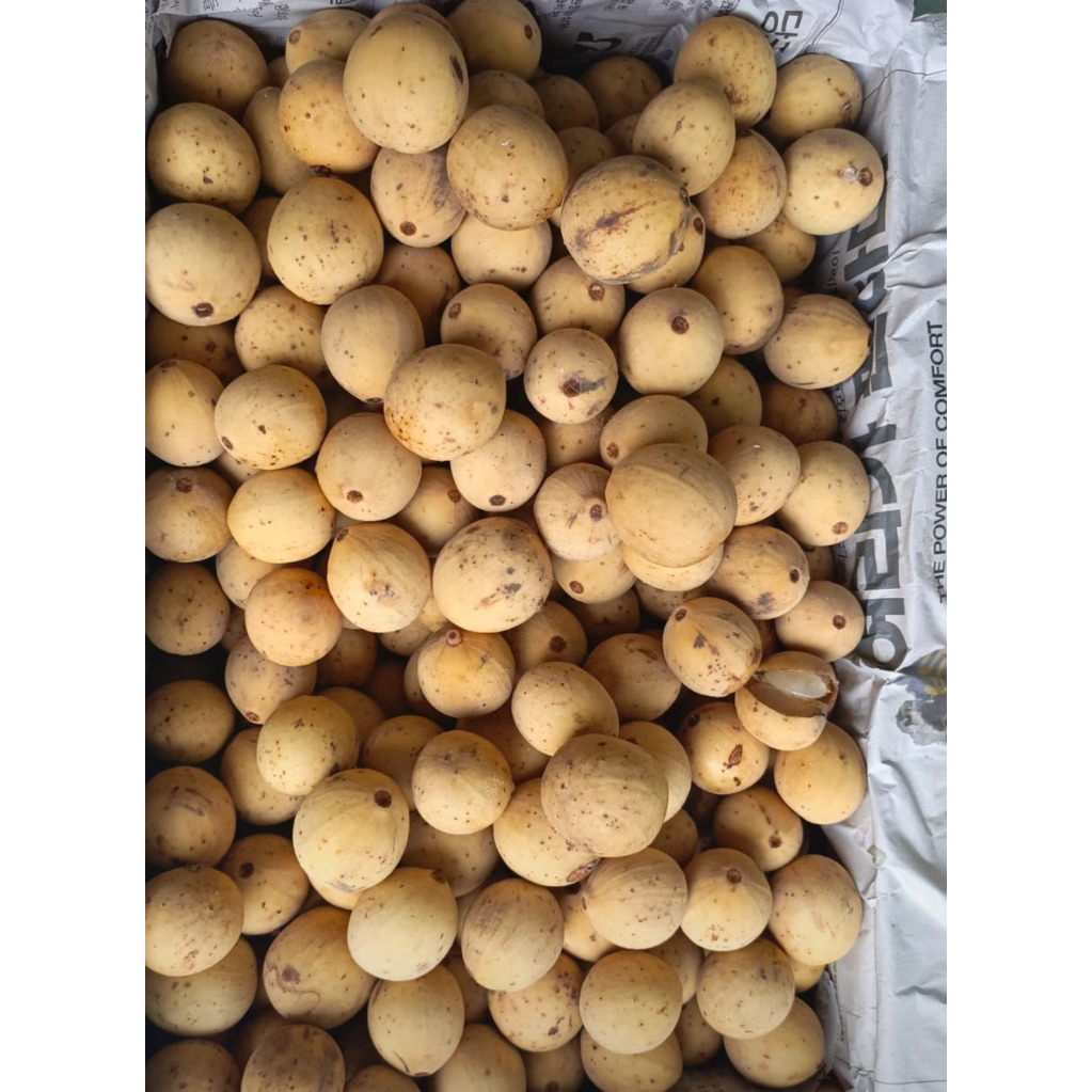 Jual Duku Palembang 1kg | Shopee Indonesia