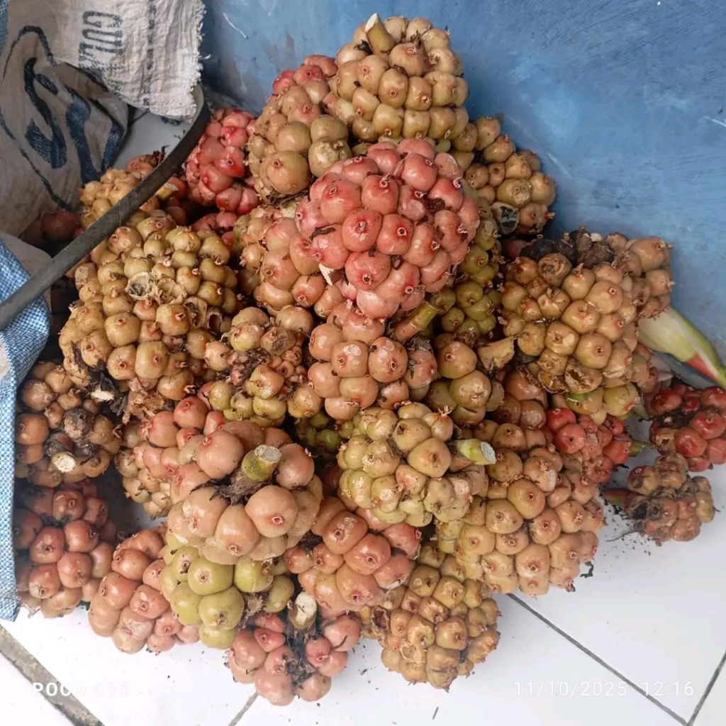 Jual Buah Honje merah 1kg Asam Cekala Segar | Shopee Indonesia