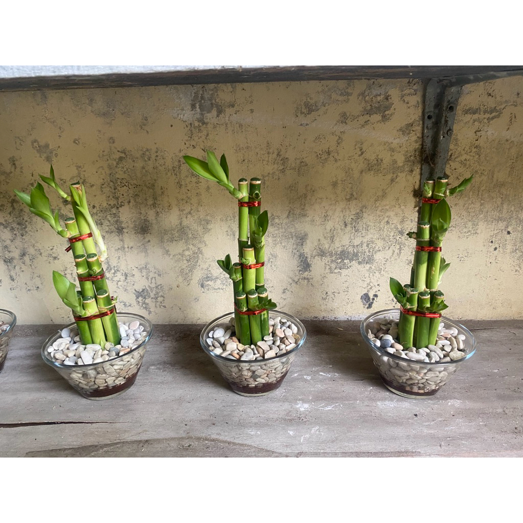Jual bambu Hoki pot kaca | Shopee Indonesia