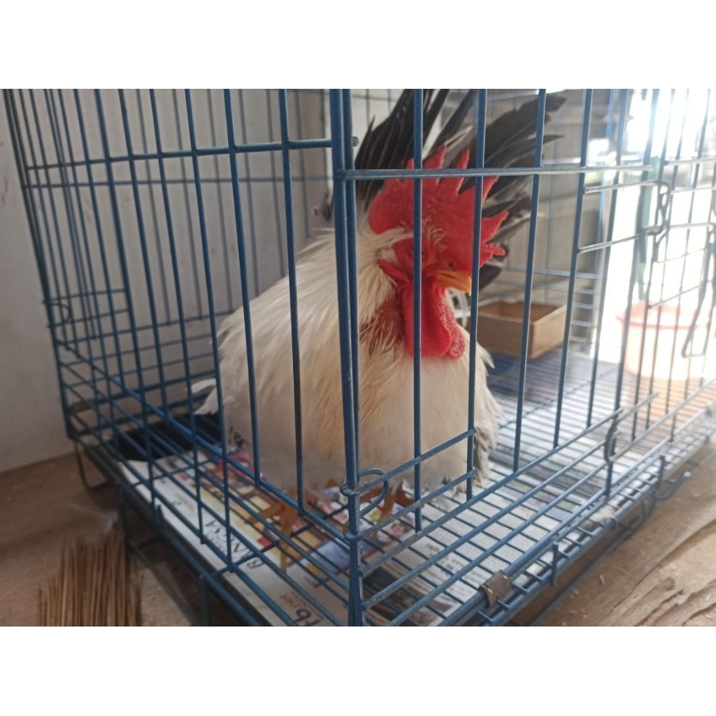 Jual Ayam Kate Chabo Thailand Jantan(umur 1tahun) | Shopee Indonesia
