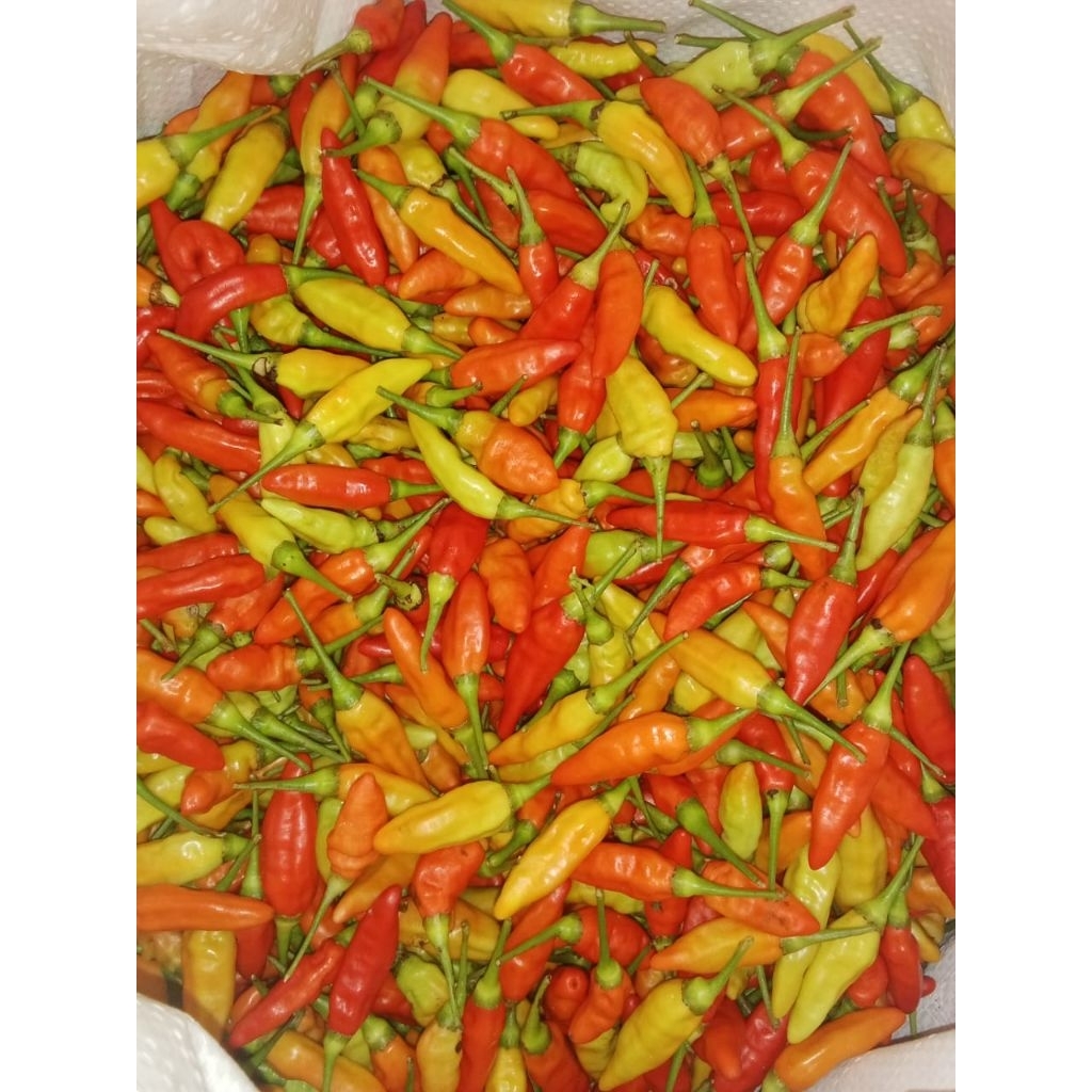 Jual Cabe rawit ORI 1 KG | Shopee Indonesia