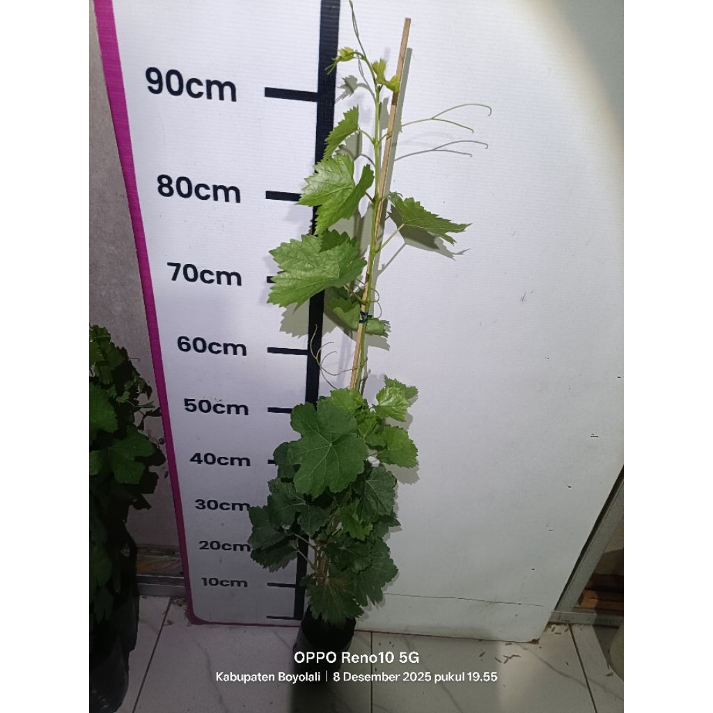 Jual Bibit anggur Donesky ogoyok | Shopee Indonesia