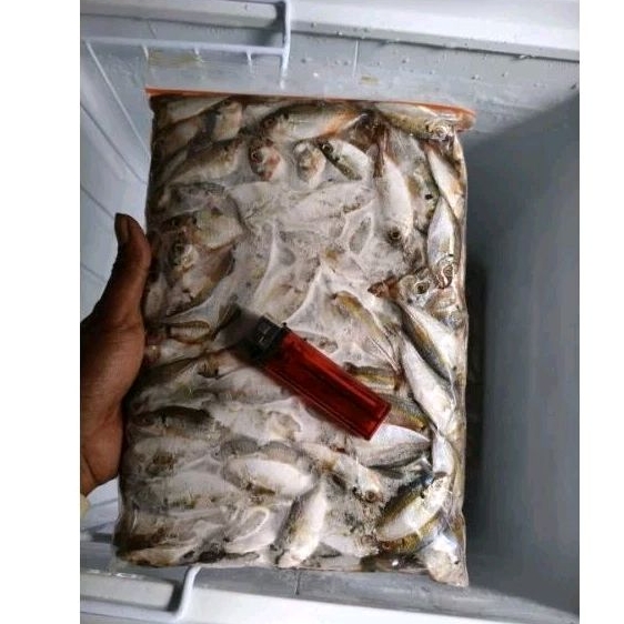Jual Ikan Selar Kecil Fresh Frozen 1 kg / Pakan Predator / Pakan Ikan ...