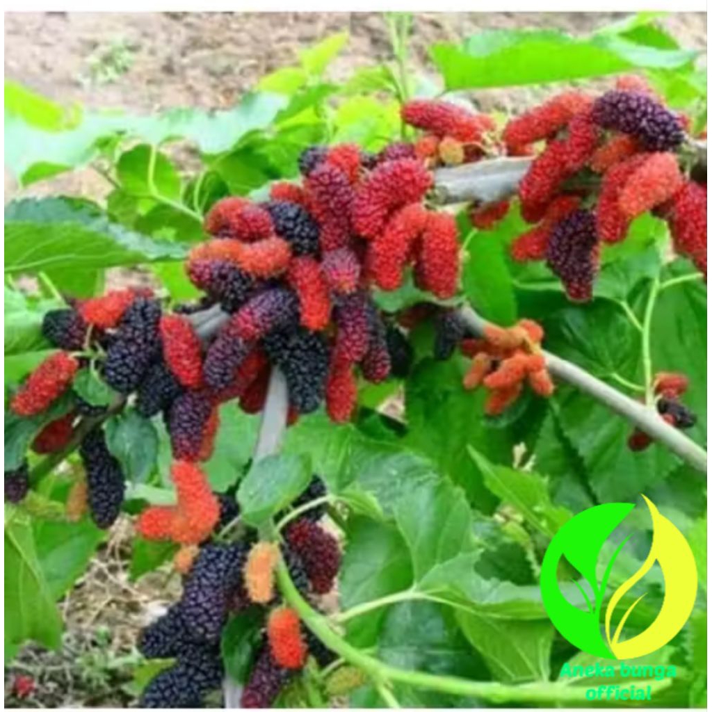 Jual POHON BUAH MURBEI JUMBO MANIS / TANAMAN MURBEI JUMBO MANIS ...