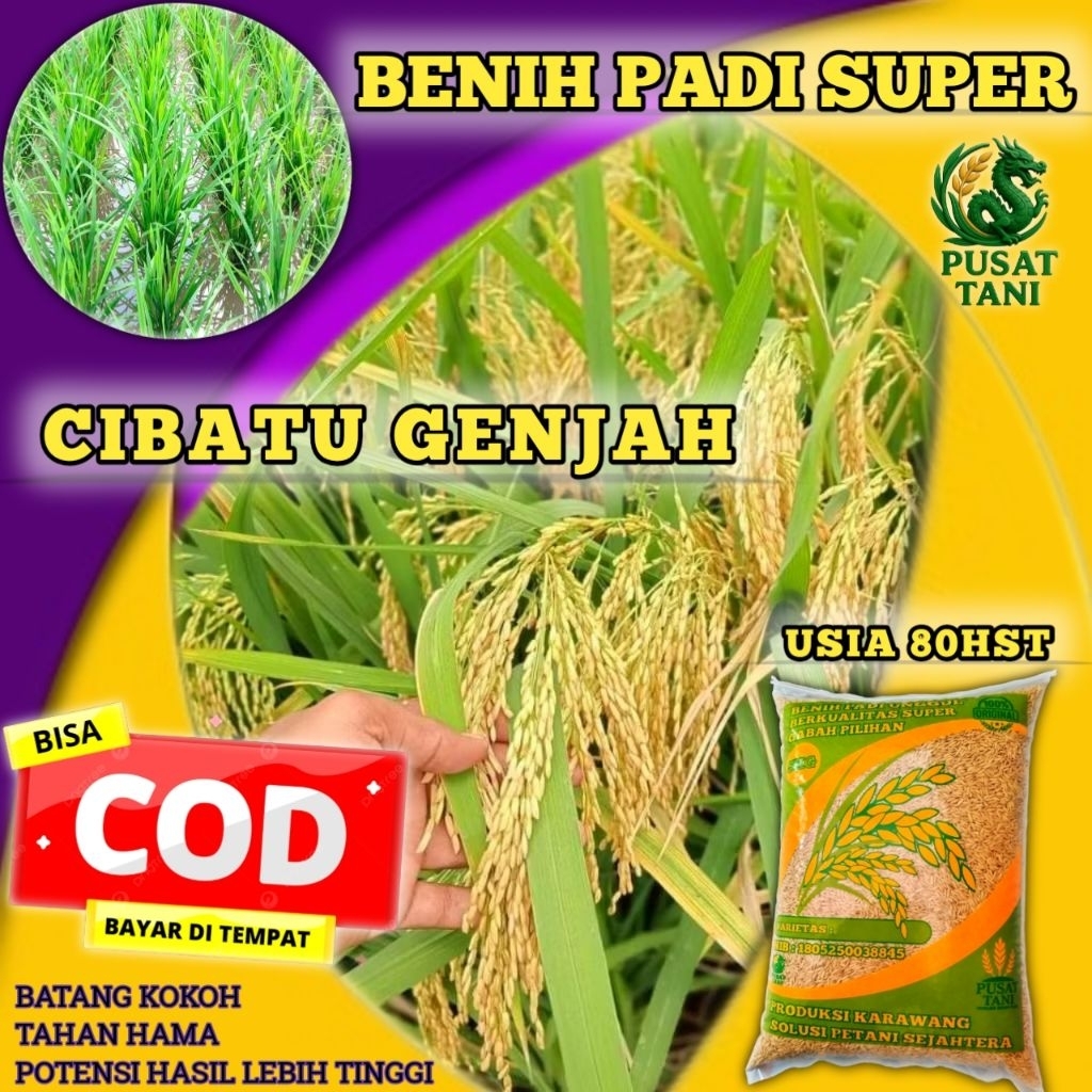 Jual CIBATU GENJAH BENIH SUPER USIA 80/85HST KEMASAN 5KG | Shopee Indonesia