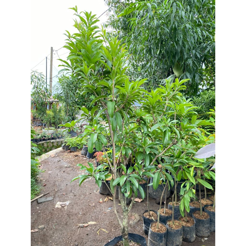 Jual Indukan Tanaman Sawo Jumbo Vietnam Batang Besar Tinggi 2m Kondisi ...