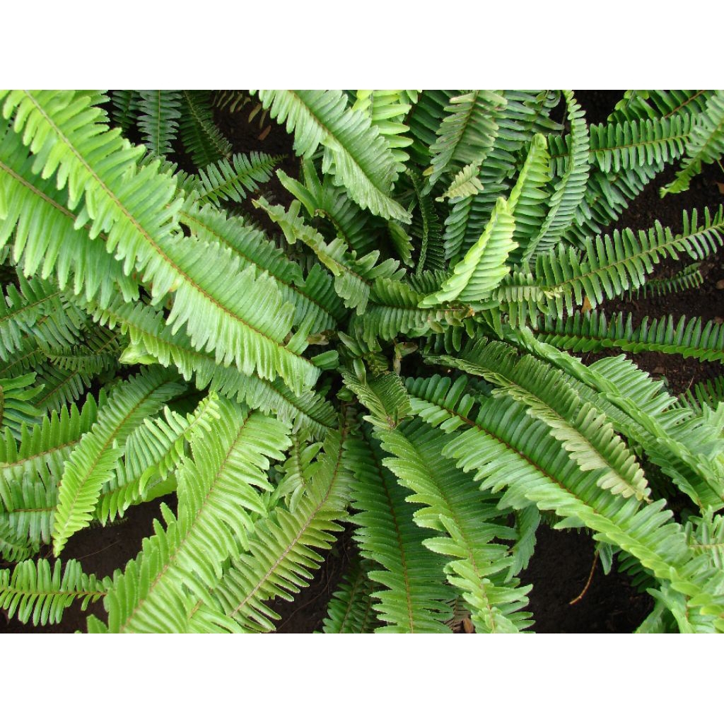Jual Daun Pakis Jumbo tanaman hias- Tahan Lama, Warna Hijau, Desain ...