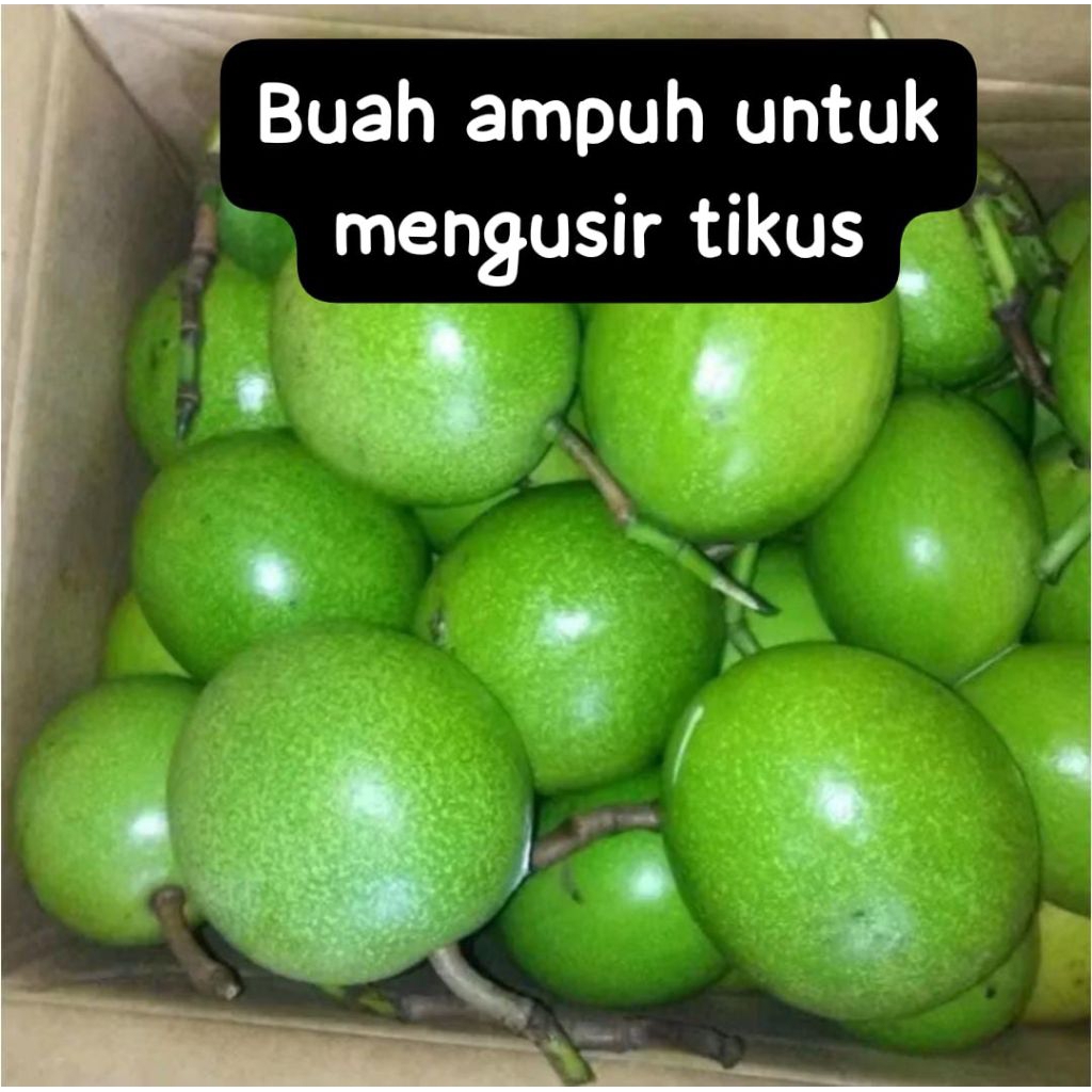 Jual buah bintaro segar kemasan 1kg | Shopee Indonesia