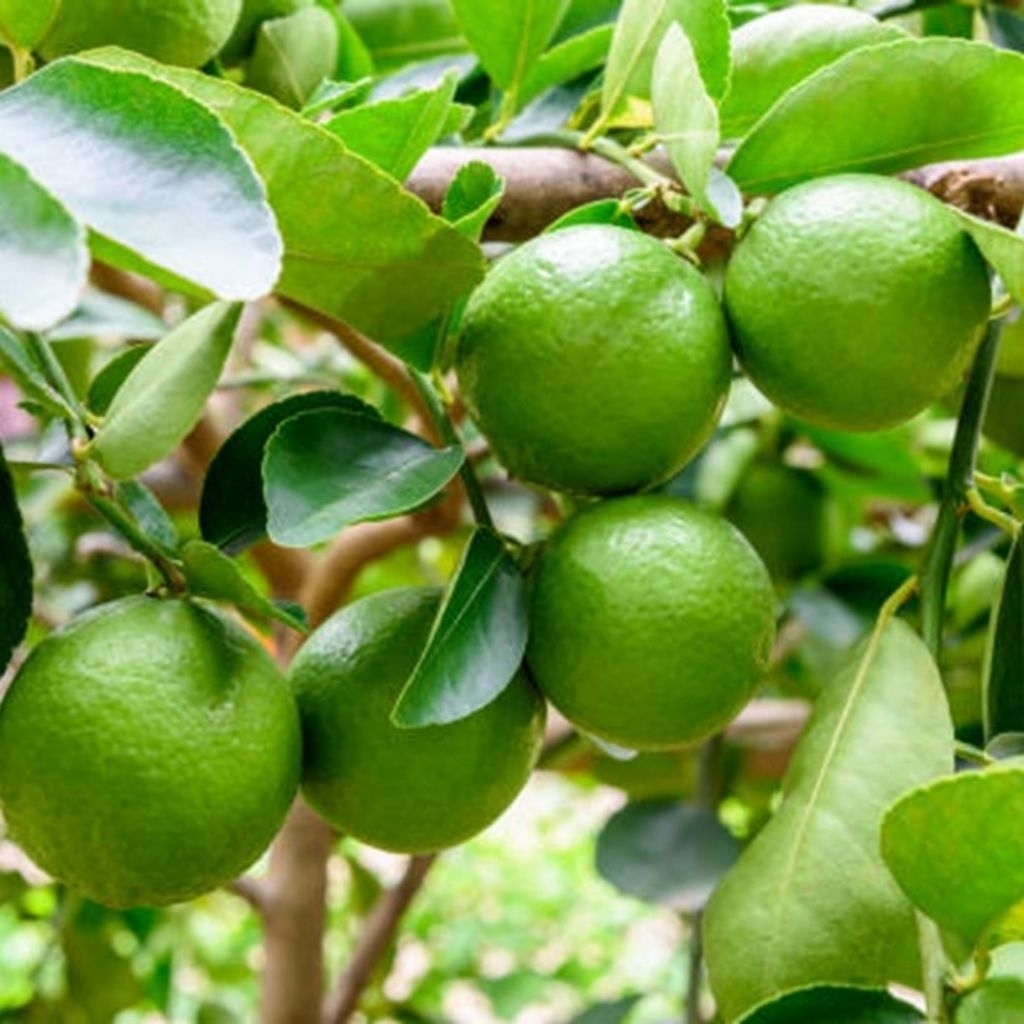 Jual jeruk limau, lemon, nipis berbuah | Shopee Indonesia