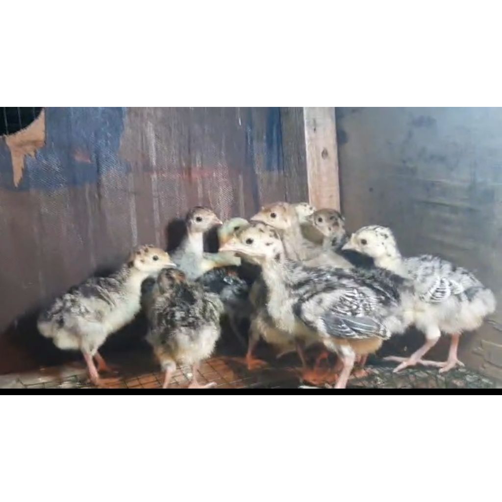 Jual Ayam Kalkun Hidup - Bibit Ayam Kalkun - Anakan Ayam Kalkun - Ayam ...