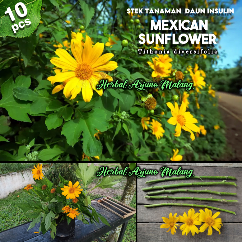 Jual Insulin Daun Yellow Mexican Sunflower Stek Tanaman Hias Obat ...