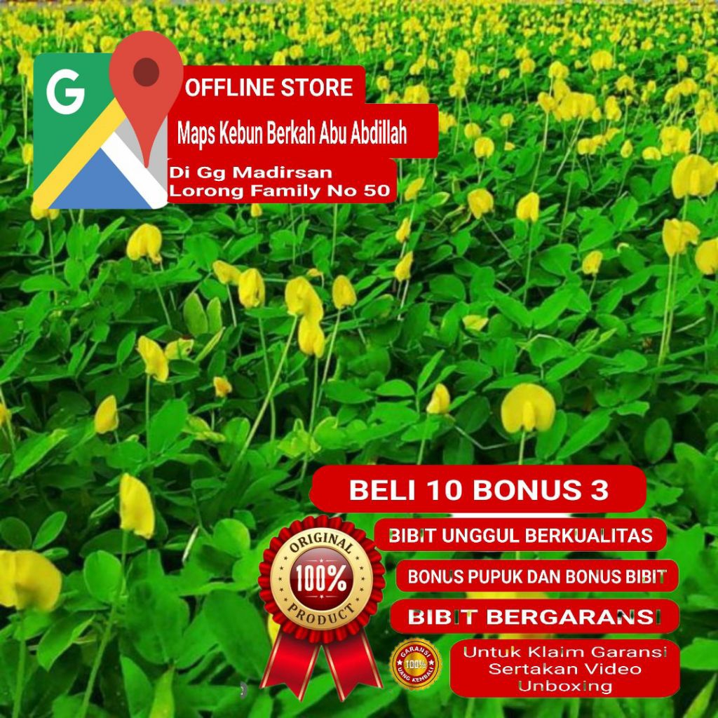 Jual Bibit ARACHIS PINTOI Rumput Kacang Kanganan Bunga Kuning | Shopee ...