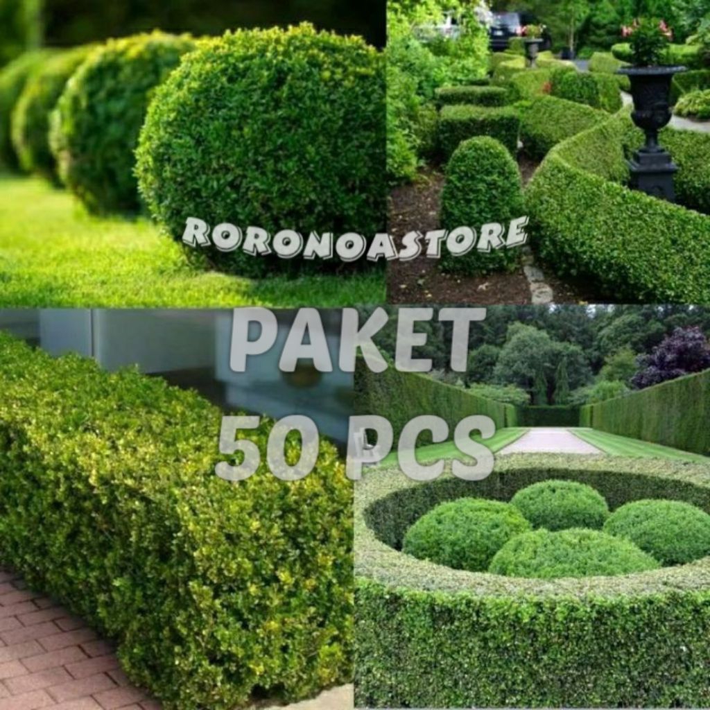 Jual PAKET 50 PCS tanaman teh tehan pagar hidup tanaman topiary boxwood ...