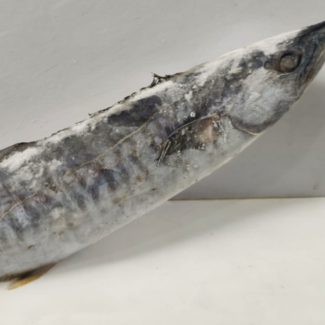 Jual ikan tenggiri batang utuh harga per kg | Shopee Indonesia