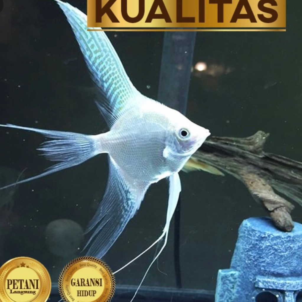 Jual MANFISH PLATINUM SLAYER IKAN HIAS MANFISH PLATINUM SLAYER MENFISH ...