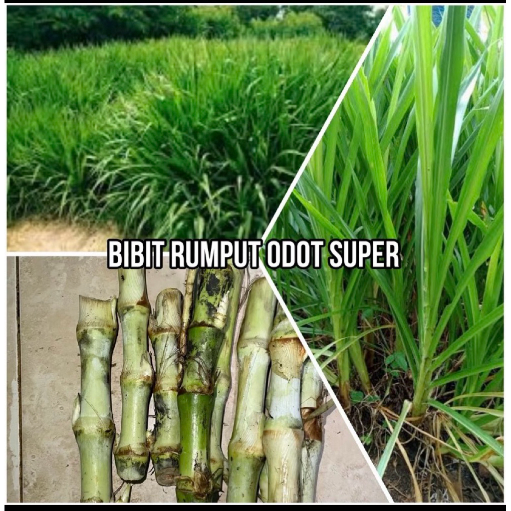 Jual BIBIT KOLONJONO/RUMPUT ODOT SAYUR SUPER 1KG||PAKAN SAPI DAN ...
