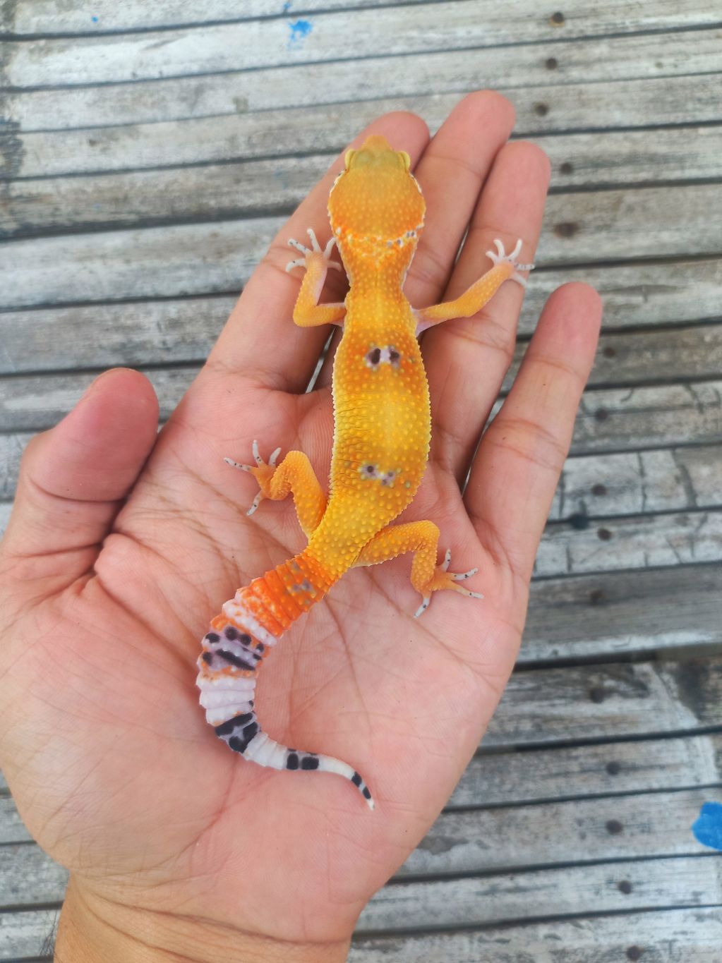Jual MAINAN GECKO HYPO TANGERINE JUVENILE UP SESUAI FOTO | Shopee Indonesia