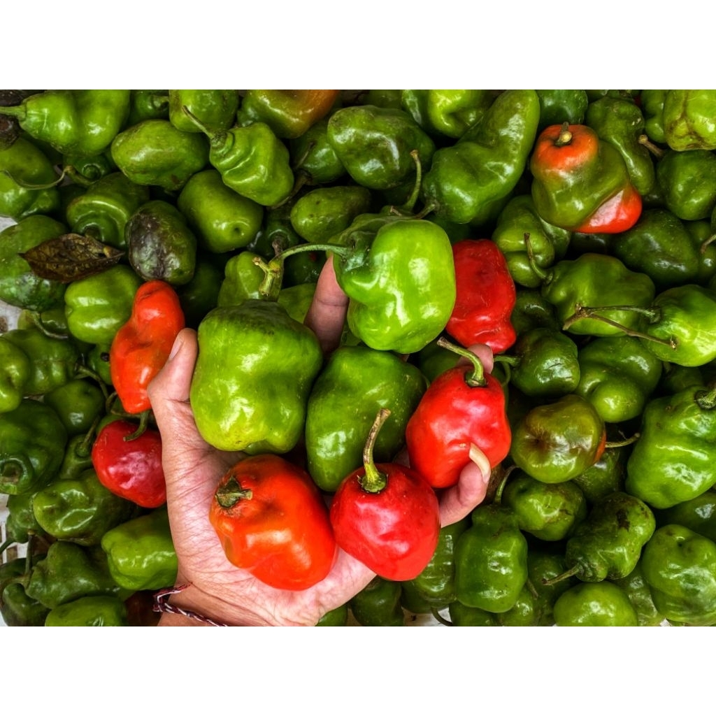 Jual Cabe Gendot Asli Dieng Segar | Shopee Indonesia