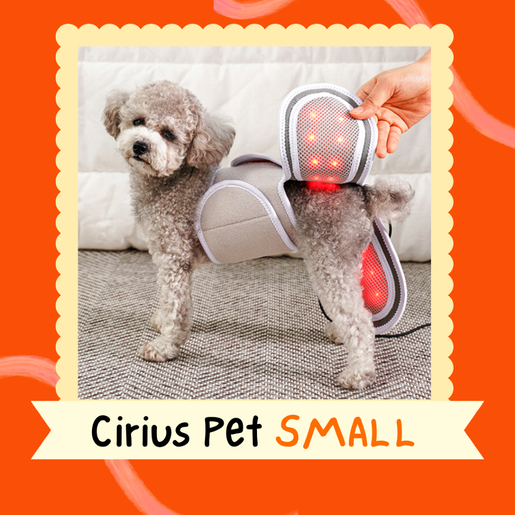 Jual Cirius Pet (Small) - Terapi Laser LLLT Anjing & Kucing | Solusi ...