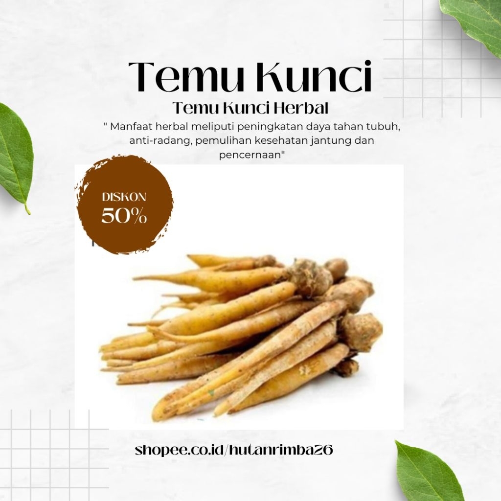 Jual TEMU KUNCI, TEMU PUTIH, TEMU MANGGA, TEMULAWAK, TEMU IRENG, HERBAL ...