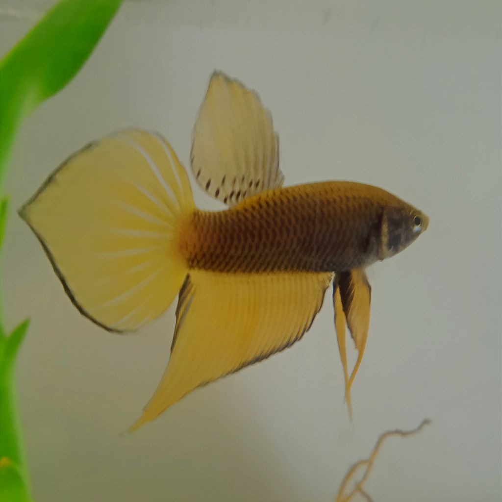 Jual Wild Betta Splendens Yellow - Exact Fish | Shopee Indonesia