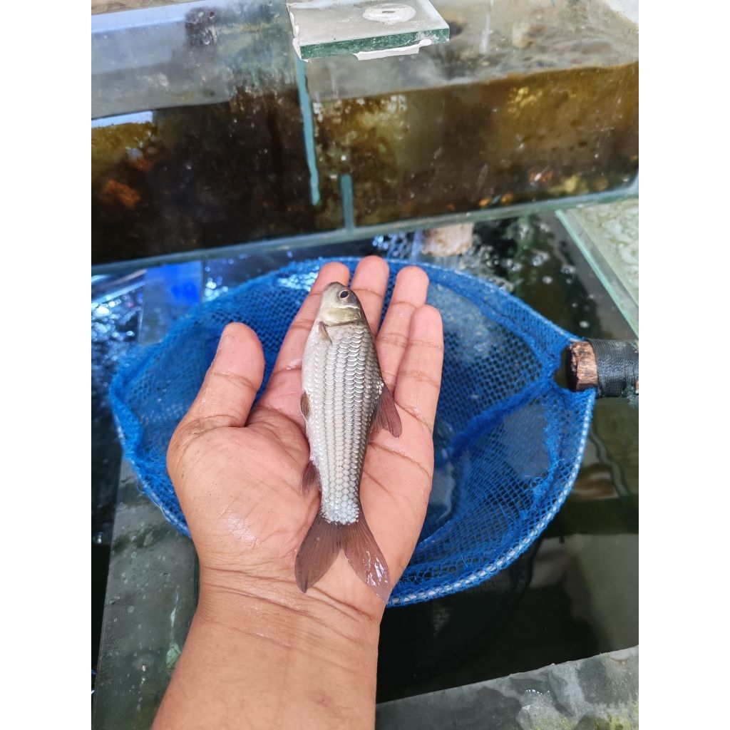 Jual patung julaeni julieni barb 12-14 cm | Shopee Indonesia