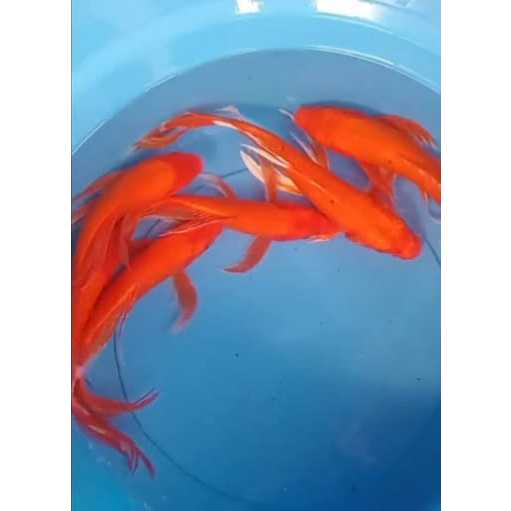 Jual Dekorasi Hiasan Aquarium Koi Benigoi | Koi Benigoi Slayer ...