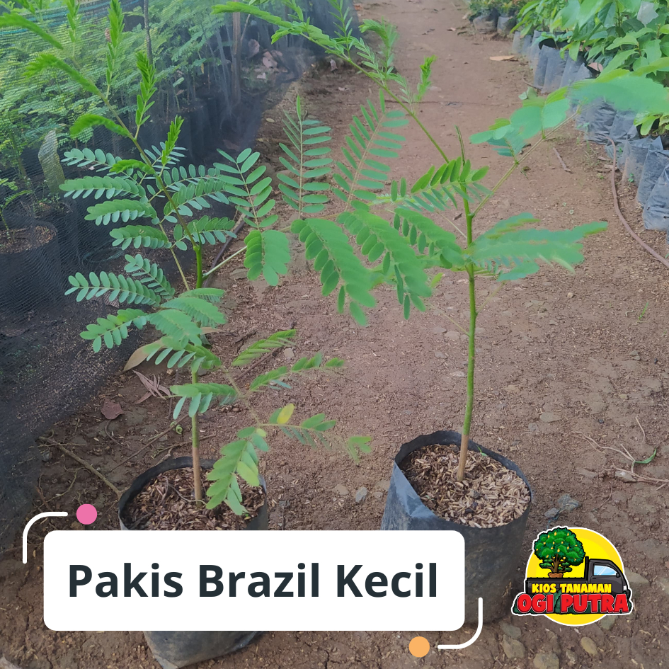 Jual Tanaman Solobium Parahyba / Pakis Brazil ukuran kecil | Shopee ...