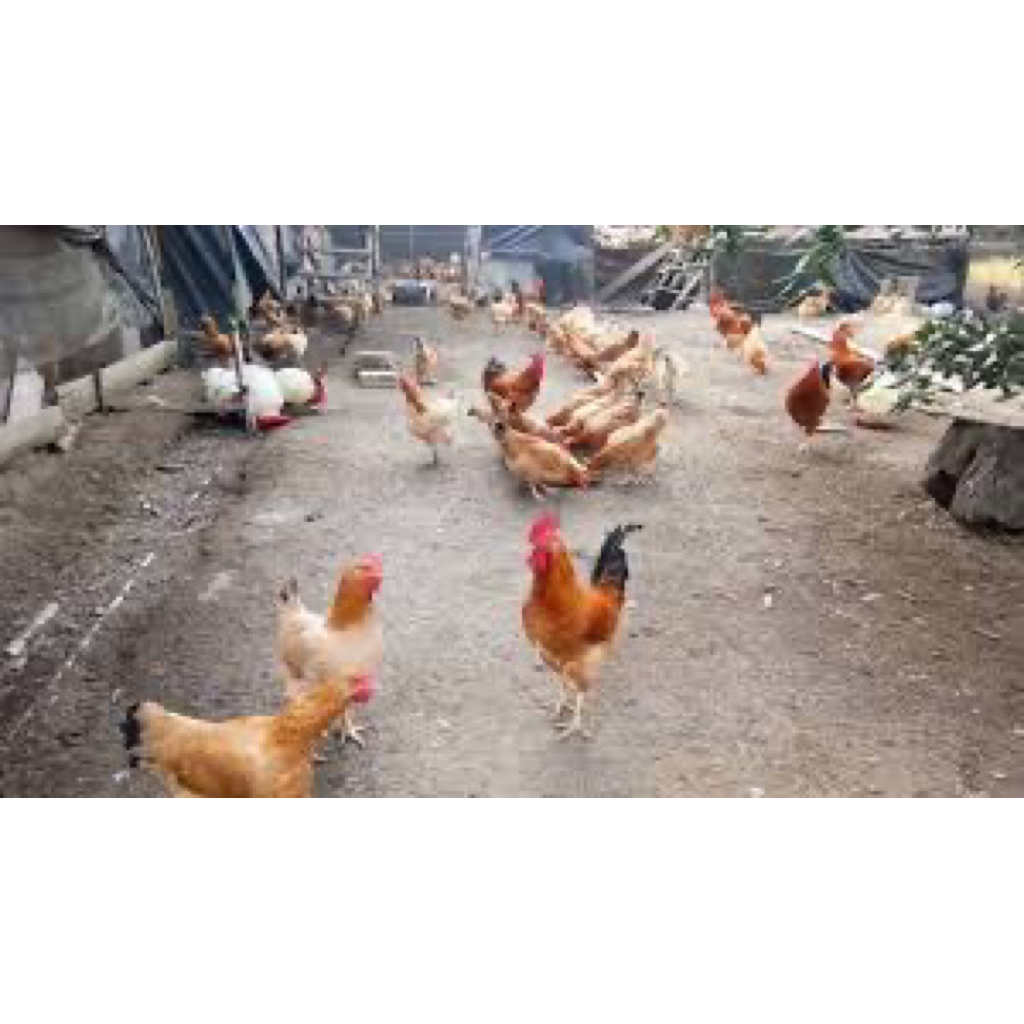 Jual TELUR FERTIL AYAM MERAWANG UNTUK DI TETASKAN | Shopee Indonesia