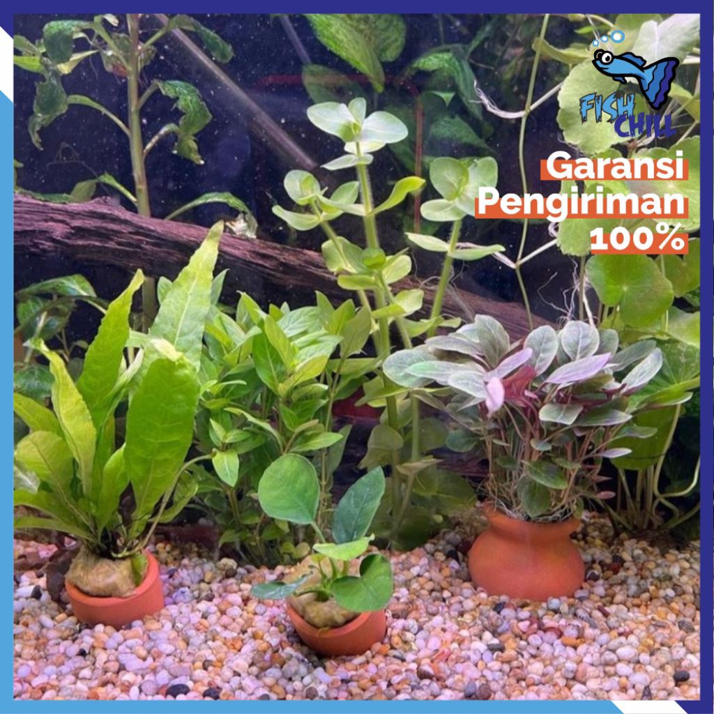 Jual POT + TUMBUHAN AQUASCAPE AQUARIUM || Seperti Ekor Tupai Aquarium ...