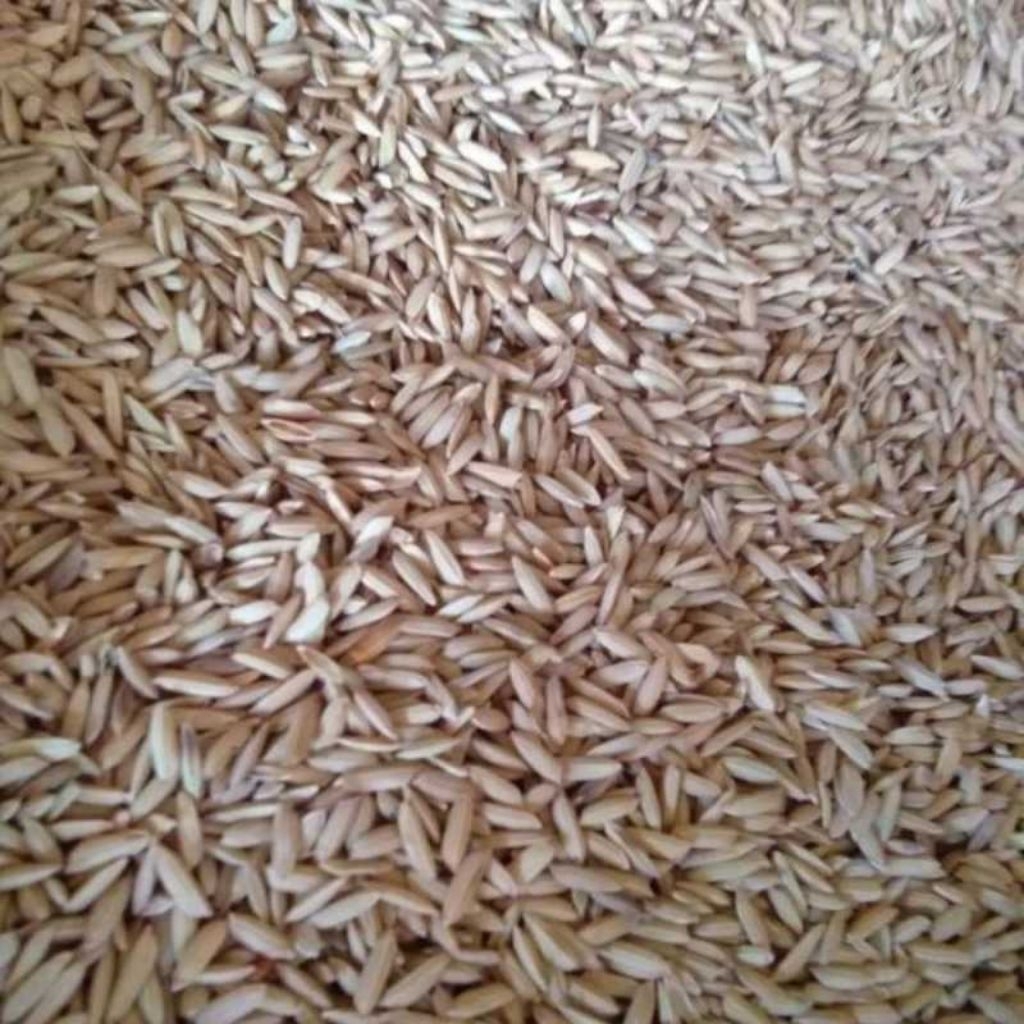 Jual Gabah Padi Putih Untuk pakan ternak 1 kg | Shopee Indonesia