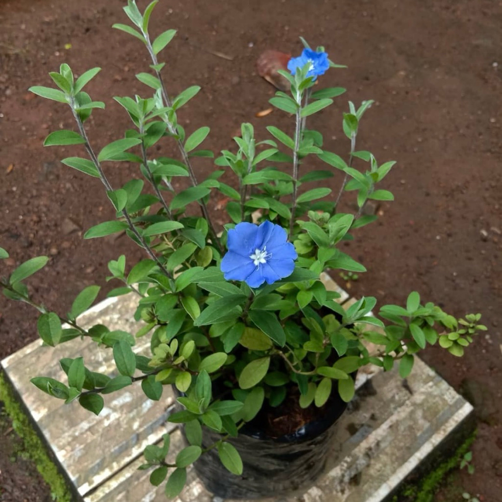 Jual PROMO!!! Tanaman hias Blue Eyes / Tanaman Bunga Blue Eyes | Shopee ...