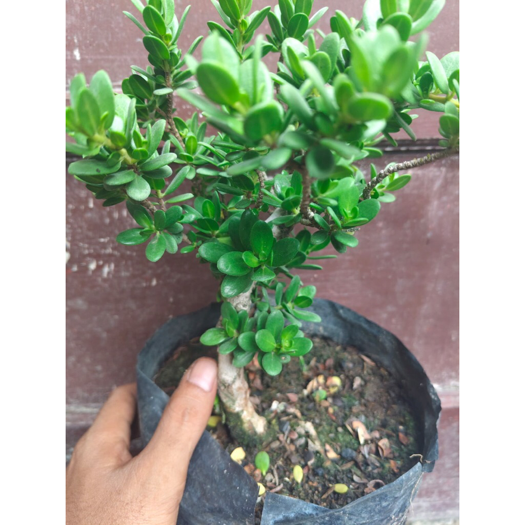 Jual (sesuai gambar) santigi mawar super | Shopee Indonesia