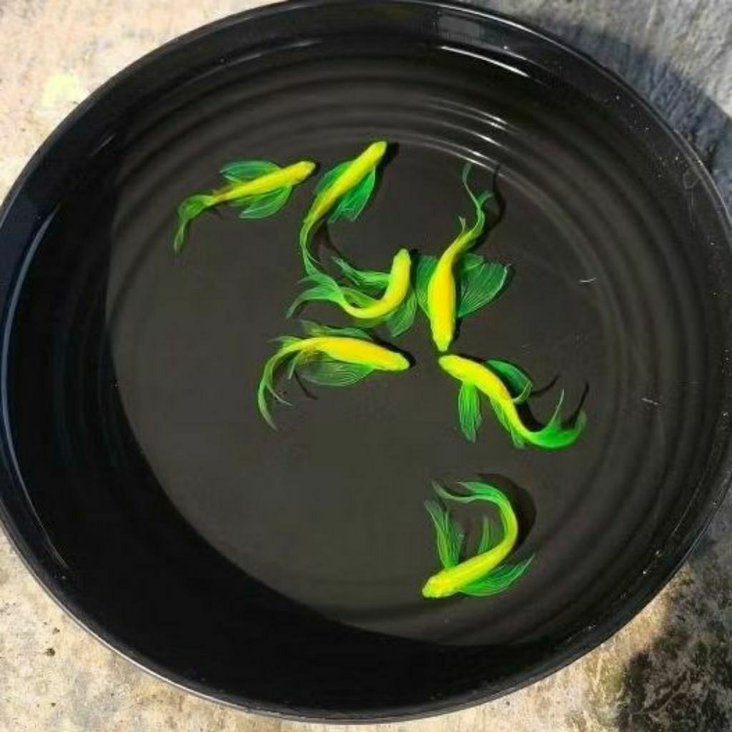 Jual Danio slayer warna Menyala hiasan aquarium | Shopee Indonesia