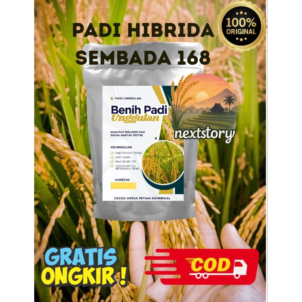 Jual Sembada 168 Asli 2025 Padi Hibrida 1kg Benih Padi Varietas Unggul ...