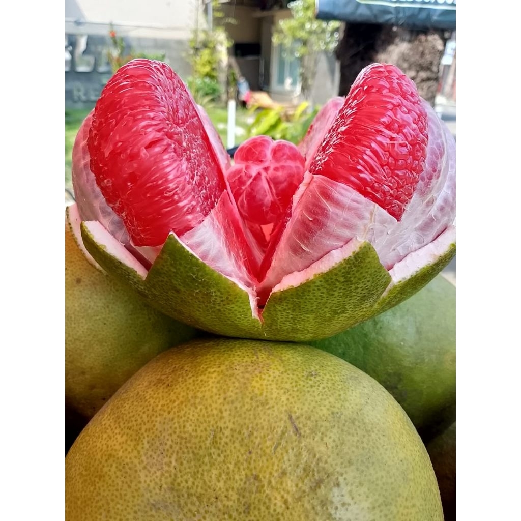 Jual jeruk Bali merah / red pamelo | Shopee Indonesia