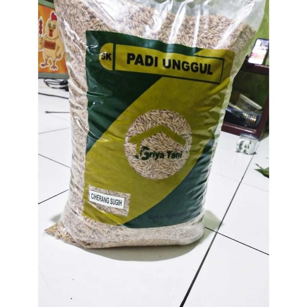 Jual Padi Cisugih Ciherang sugih Ori | Shopee Indonesia