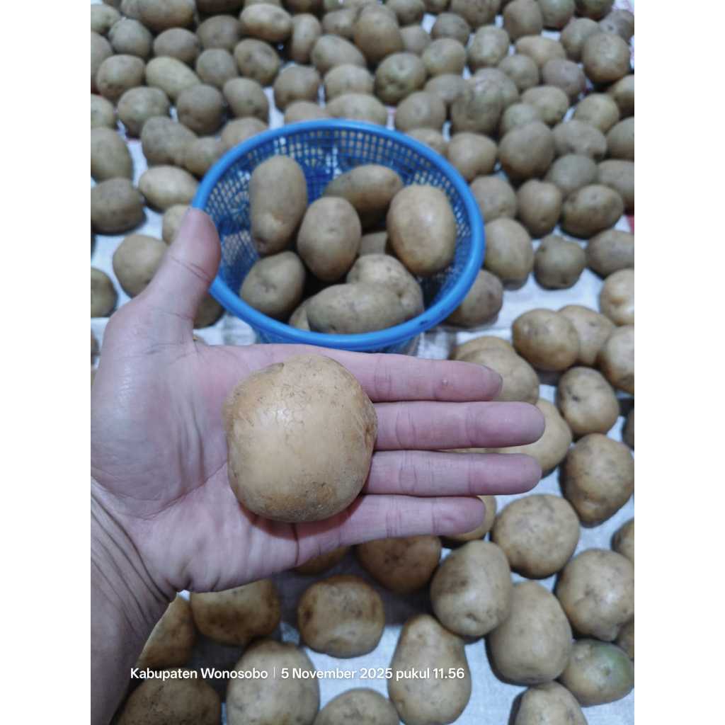 Jual Kentang Dieng segar 1Kg (Ukuran PL) = kisaran 10 - 15 buah ...